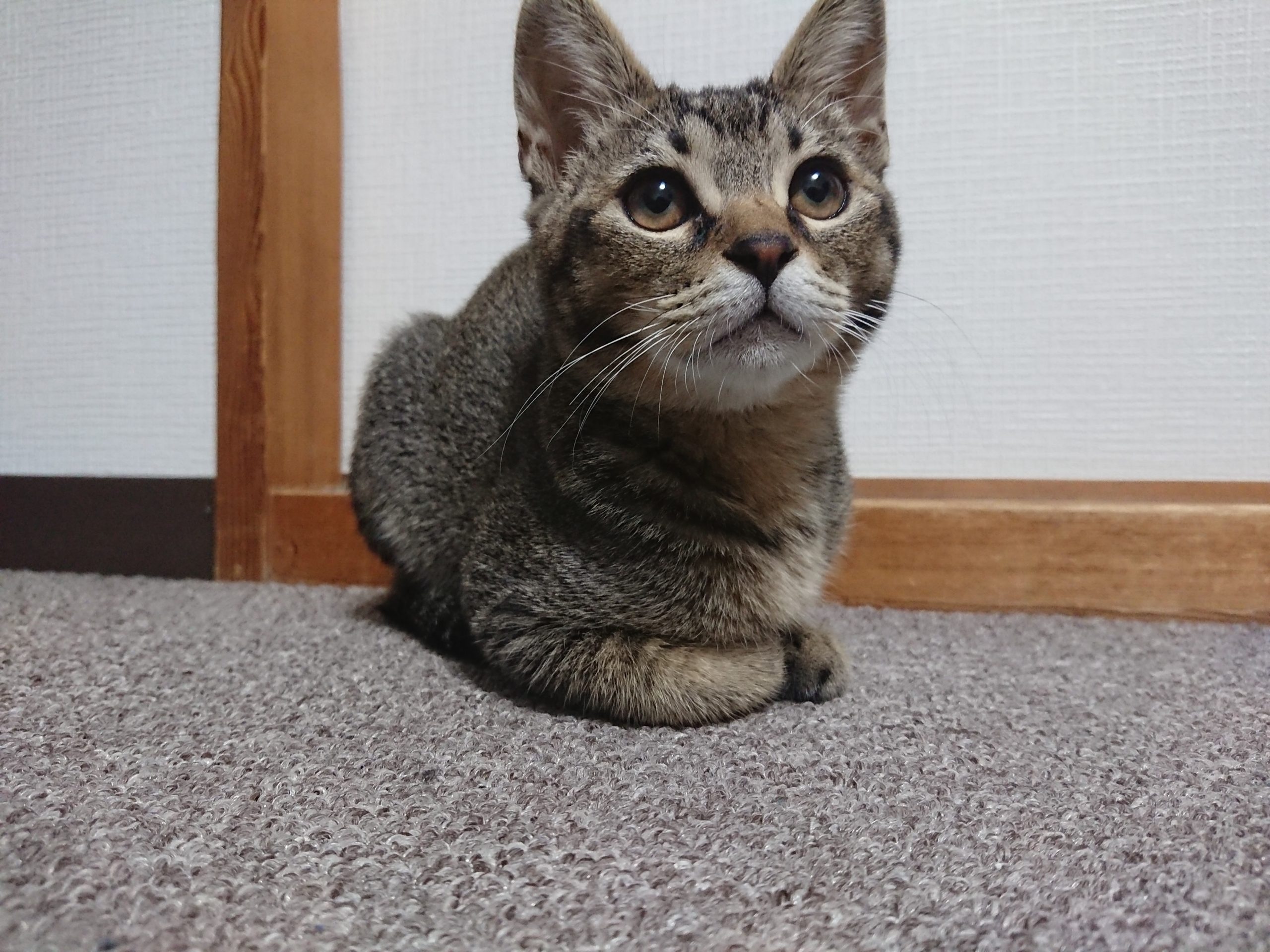 猫が餌を食べない・・何日まで平気なの？元気がない理由と対策を考える ｜ テトもこはくもふうたろうも 7730